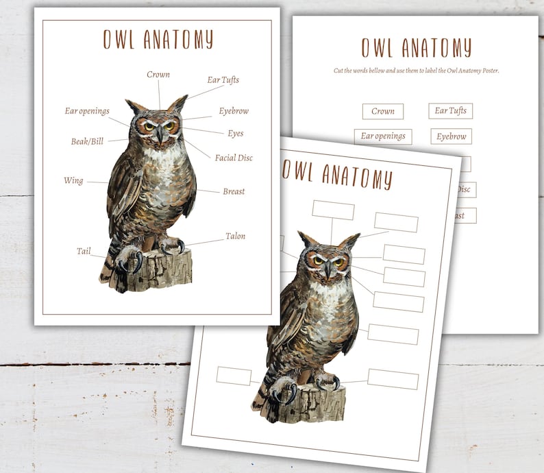 OWLS Unit Study, Life Cycle, Anatomy, Nature Study, Science, Homeschool ...