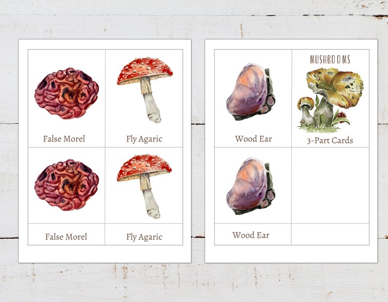 MUSHROOMS Mini Poster + 3-part Cards, 19 Mushrooms, Homeschool ...