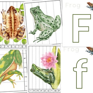 FROG Unit Study, Life Cycle, Anatomy, Nature Study, Science, Homeschool ...