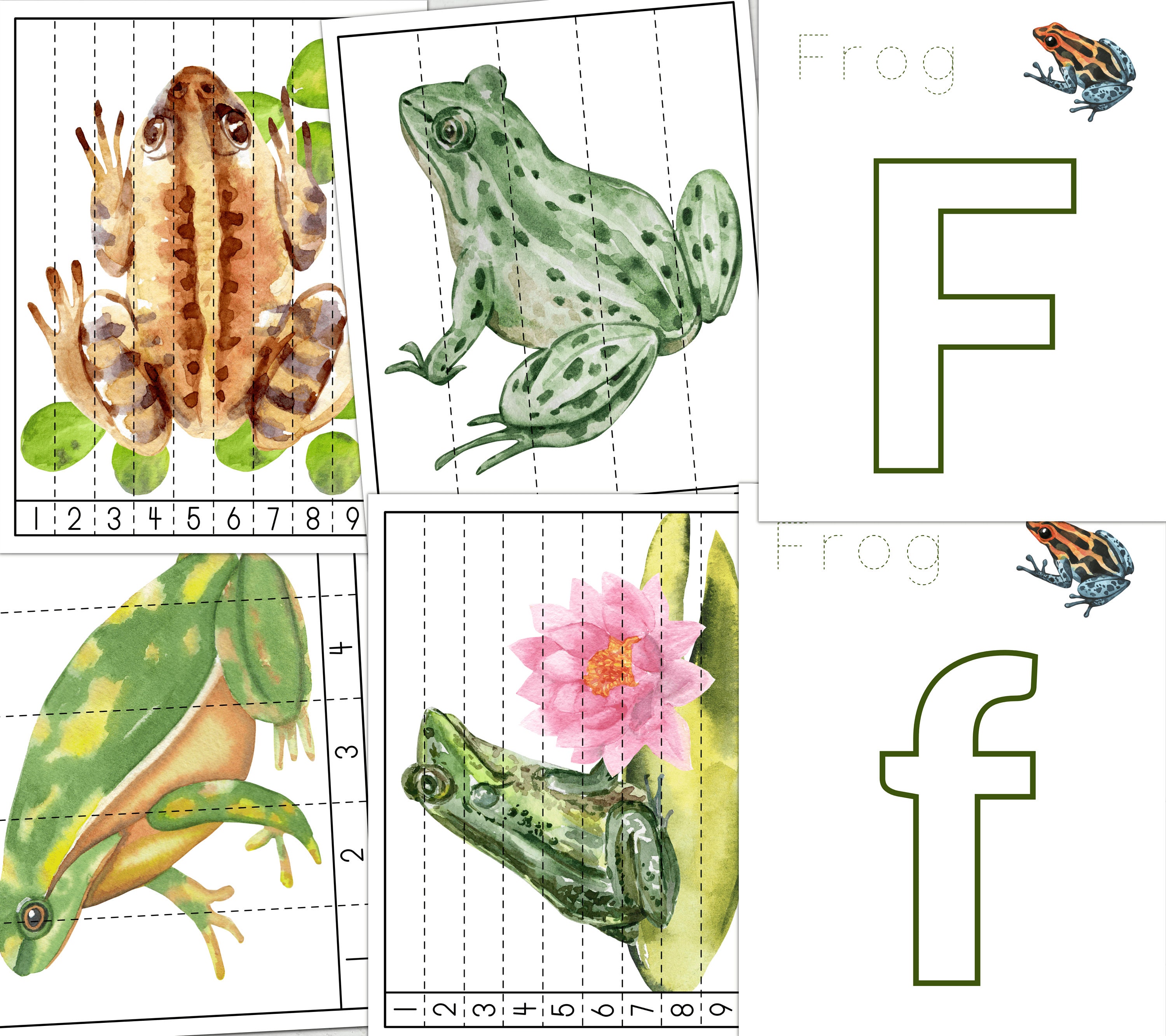 FROG Unit Study Life Cycle Anatomy Nature Study Science - Etsy