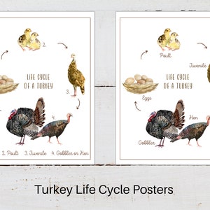TURKEY Mini Unit Study, Life Cycle, Anatomy, Nature Study, Science ...