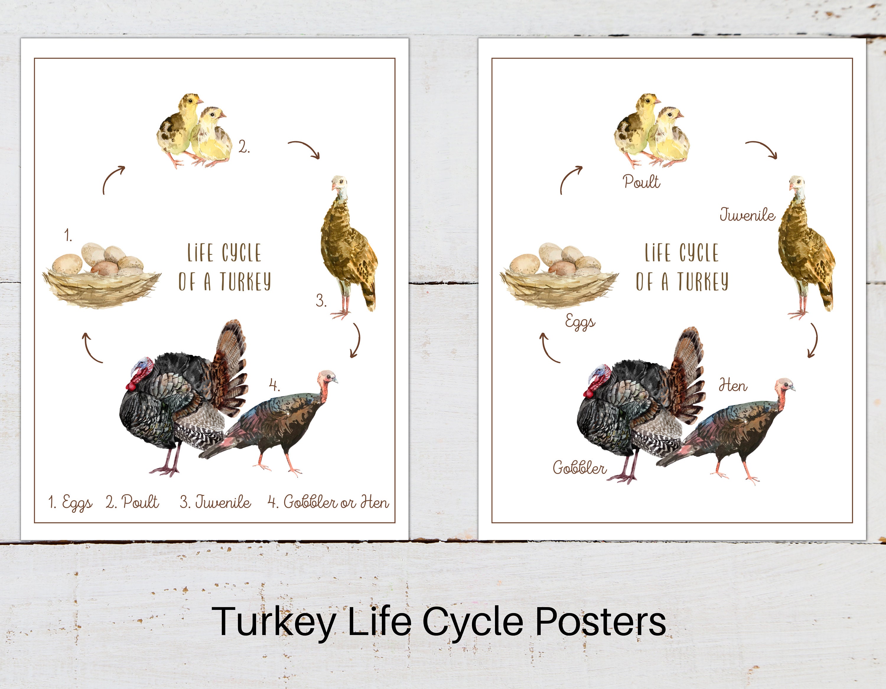 TURKEY Mini Unit Study, Life Cycle, Anatomy, Nature Study, Science ...