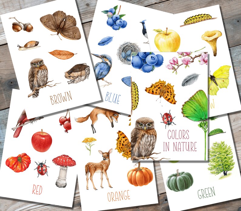 COLORS in Nature Flashcards Color Flashcards Vocabulary - Etsy