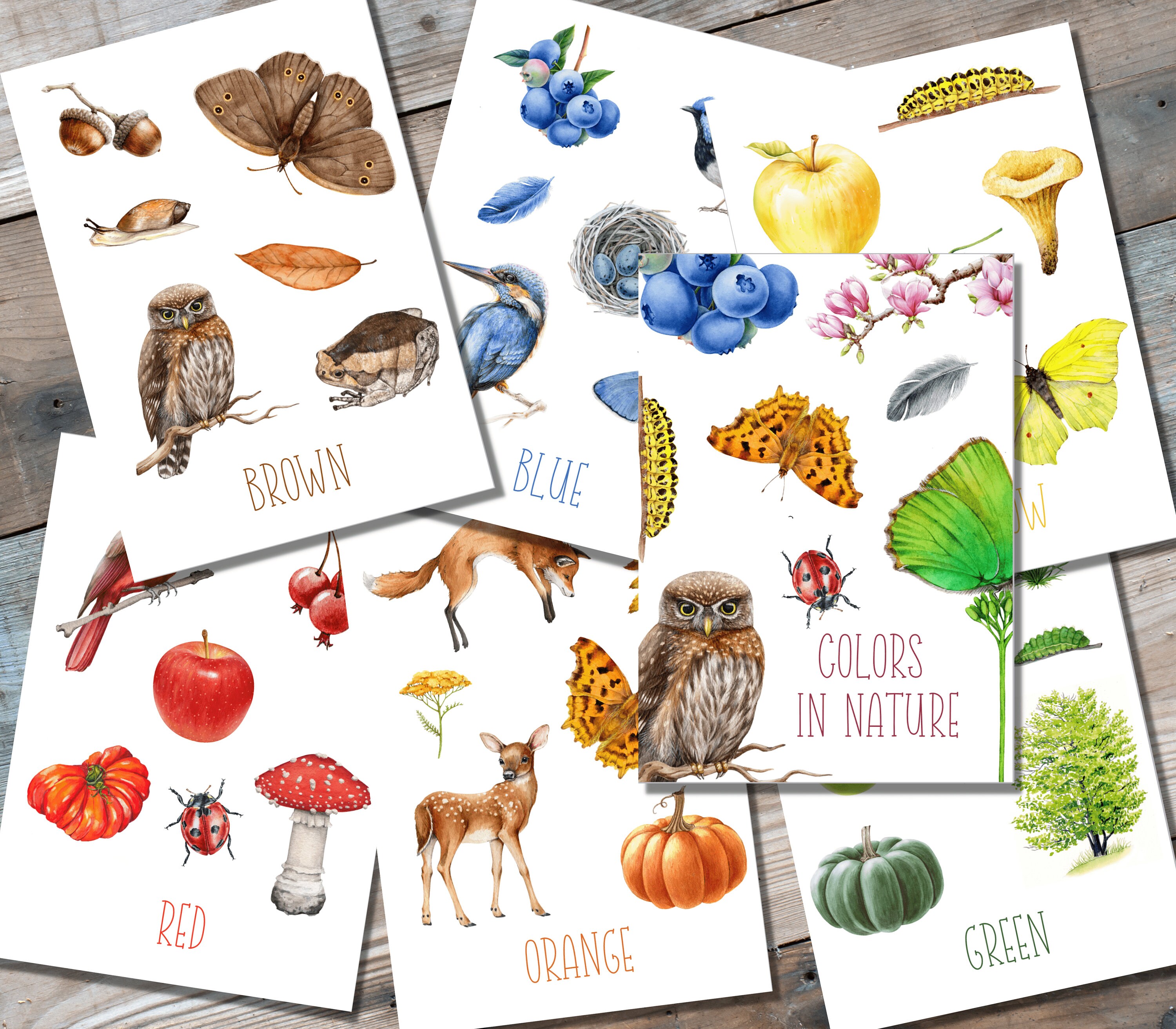 COLORS in Nature Flashcards Color Flashcards Vocabulary - Etsy