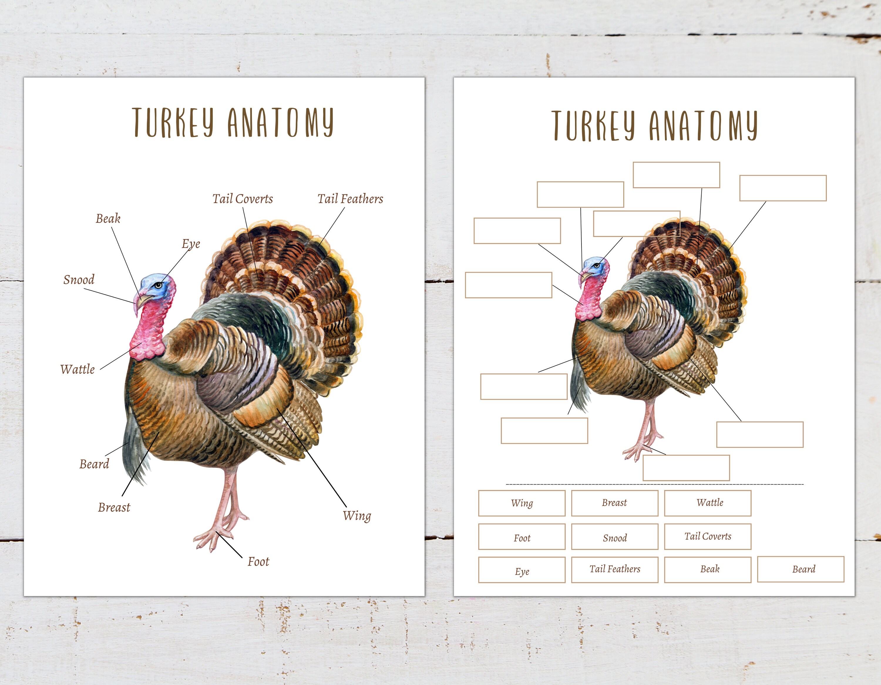 TURKEY Mini Unit Study, Life Cycle, Anatomy, Nature Study, Science ...