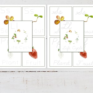 STRAWBERRY Unit Study, Life Cycle, Anatomy, Nature Study, Science ...