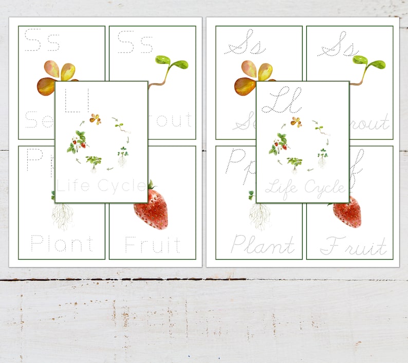 STRAWBERRY Unit Study Life Cycle Anatomy Nature Study - Etsy