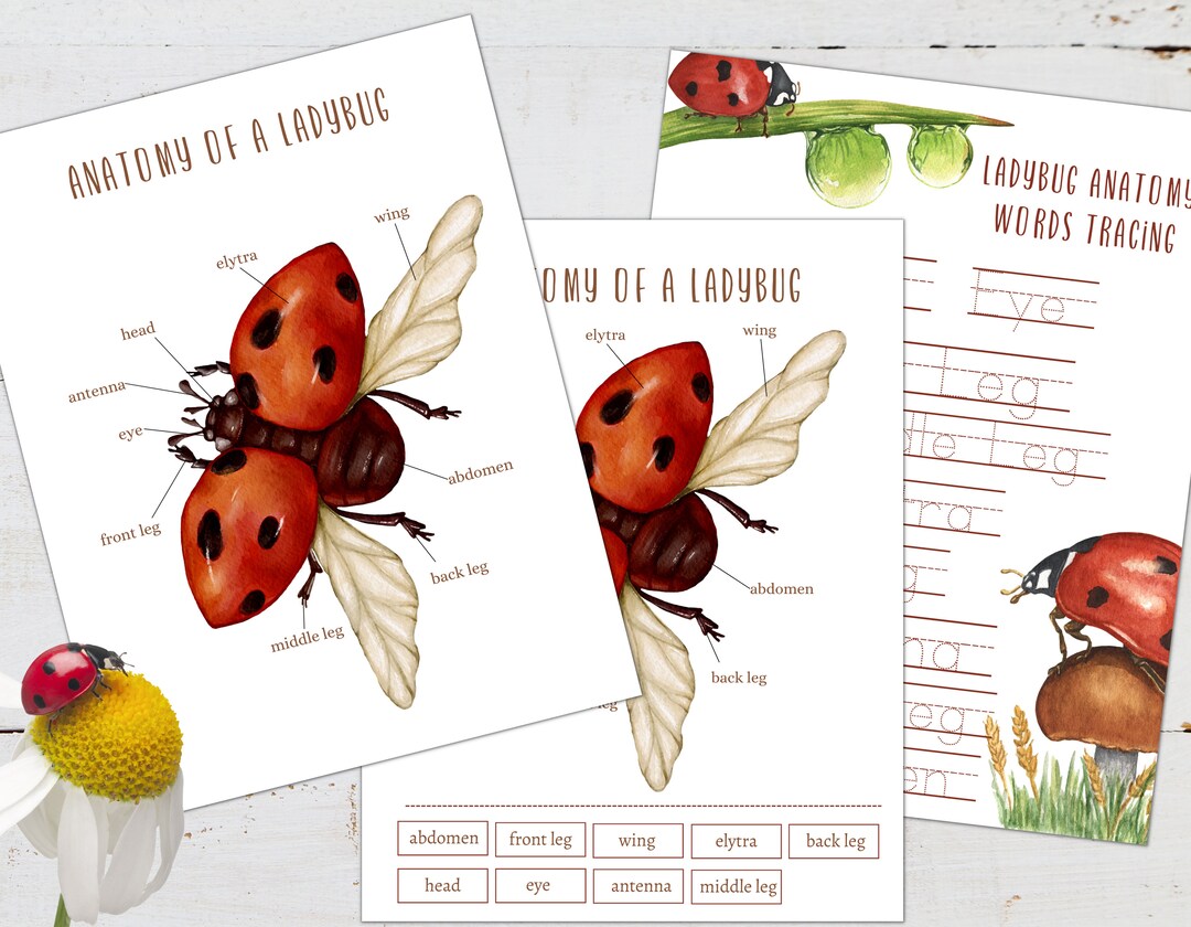 LADYBUG Anatomy Poster Labeling and Tracing Activity - Etsy
