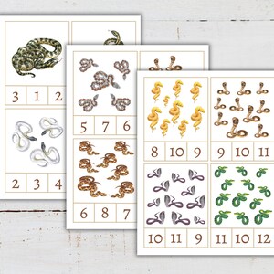 SNAKE Unit Study, Life Cycle, Anatomy, Nature Study, Science ...