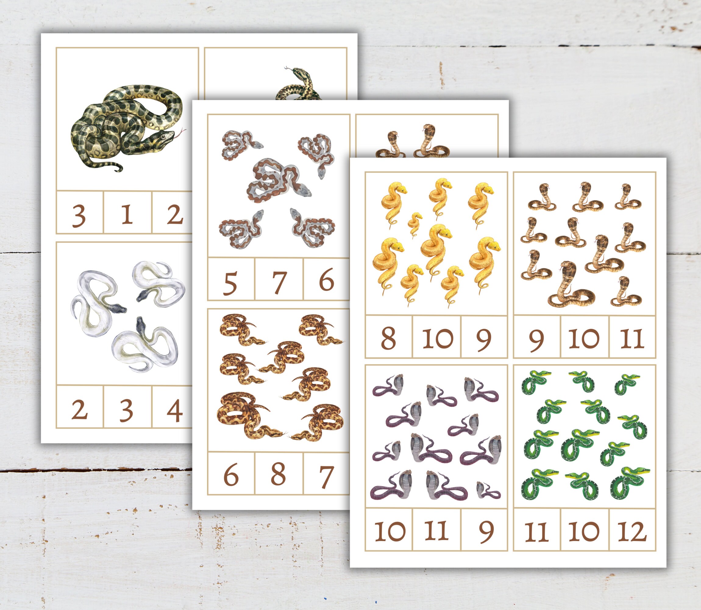 SNAKE Unit Study, Life Cycle, Anatomy, Nature Study, Science ...