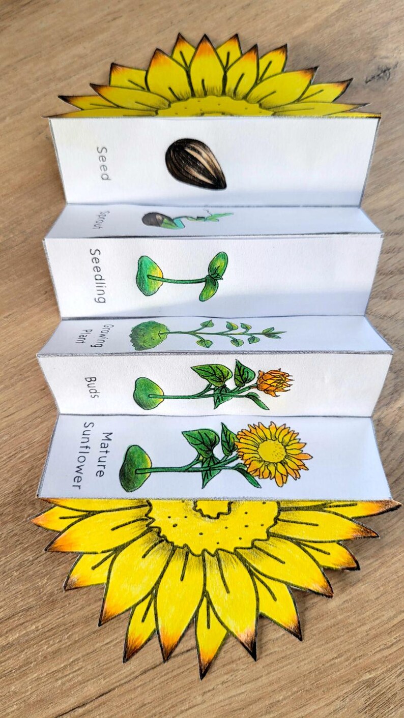 Sunflower Life Cycle Foldable Template, Kids' Science Craft, A4 and ...