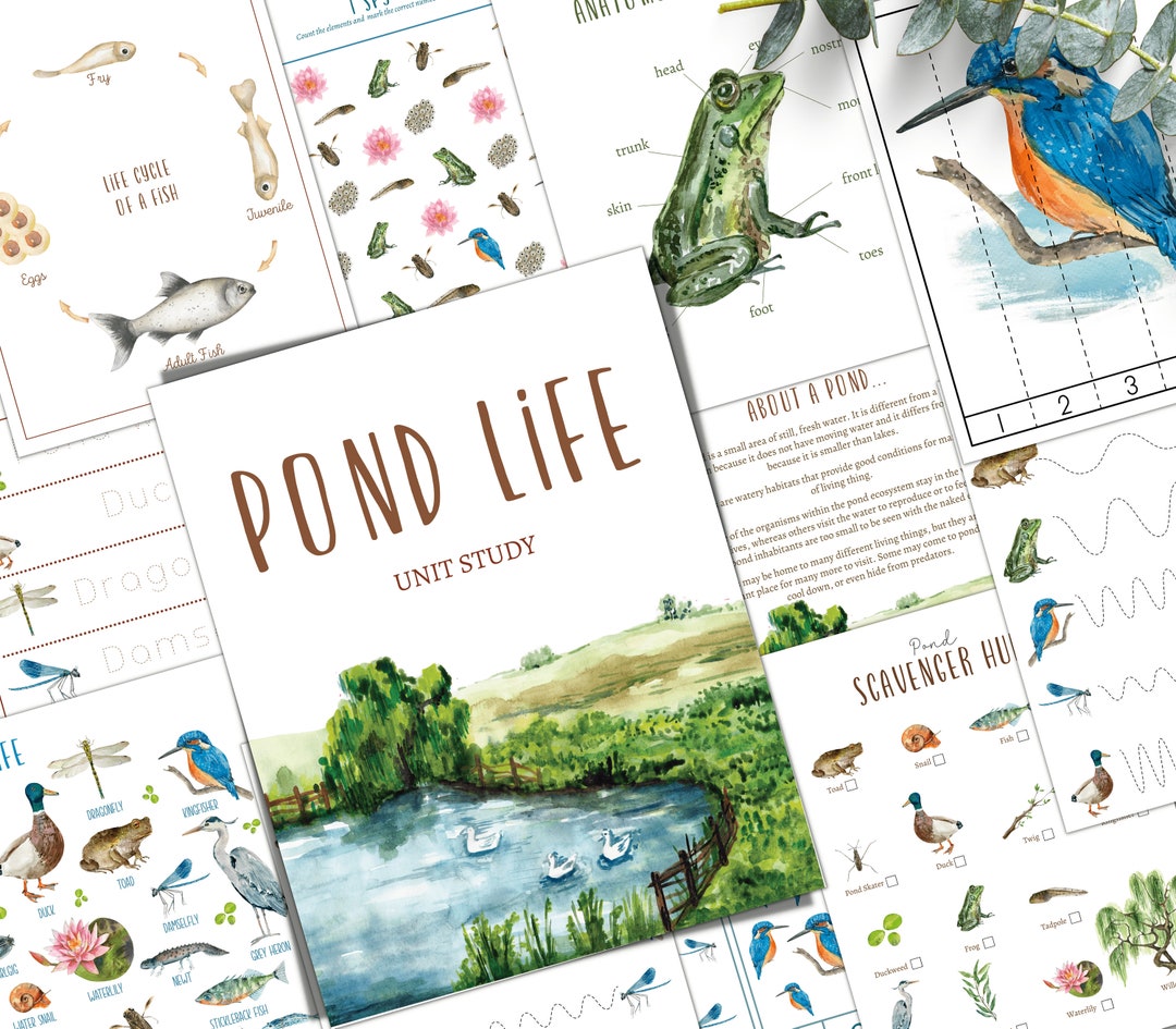 POND LIFE Unit Study, Life Cycle, Anatomy, Nature Study, Science ...