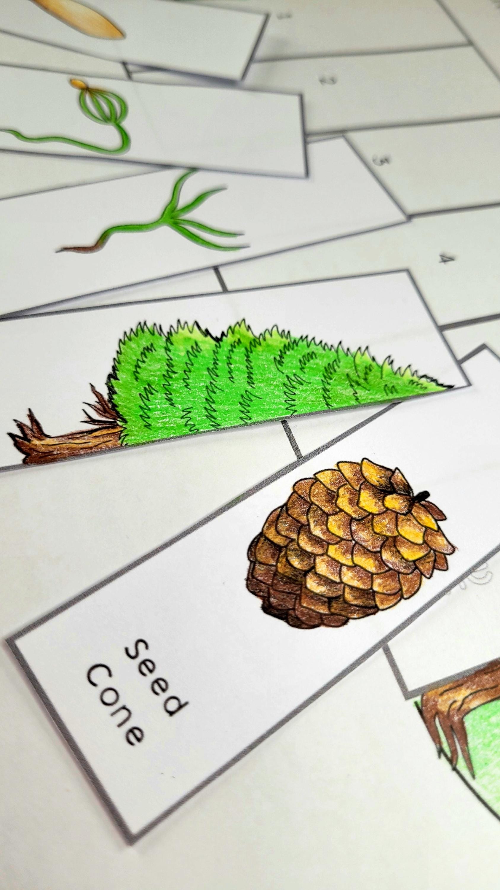 Pine Tree Life Cycle, Tree Sequence and Fold Kids' Science Craft, A4 ...