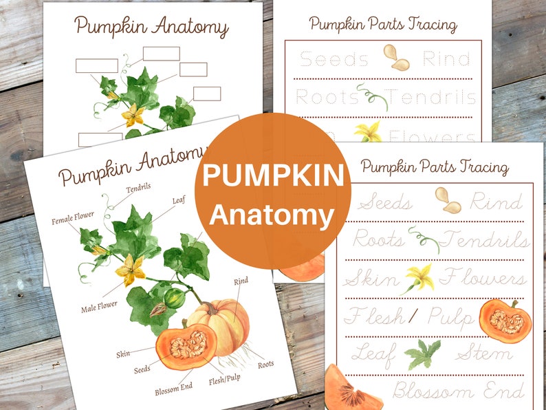 PUMPKIN Anatomy Poster, Labeling and Tracing Activity, Homeschool ...