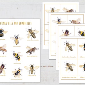BEE Unit Study, Life Cycle, Anatomy, Nature Study, Science, Homeschool ...