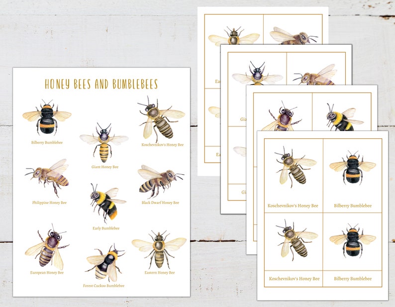 BEE Unit Study, Life Cycle, Anatomy, Nature Study, Science, Homeschool ...
