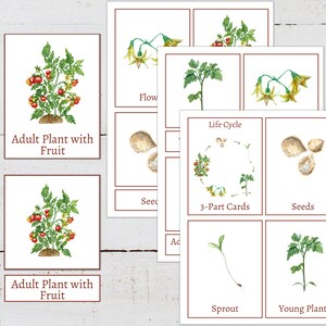 TOMATO Unit Study, Life Cycle, Anatomy, Nature Study, Science ...