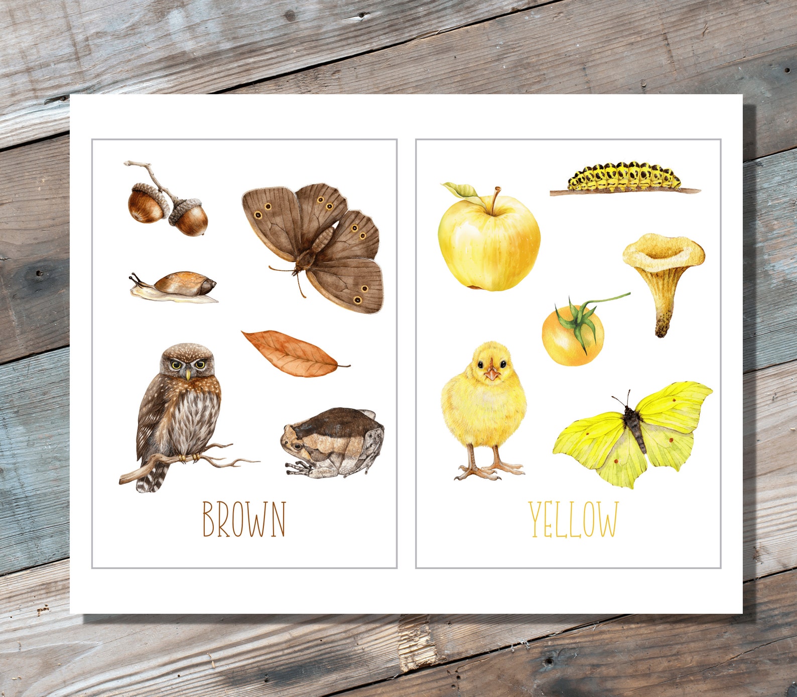COLORS in Nature Flashcards, Color Flashcards, Vocabulary, Montessori ...