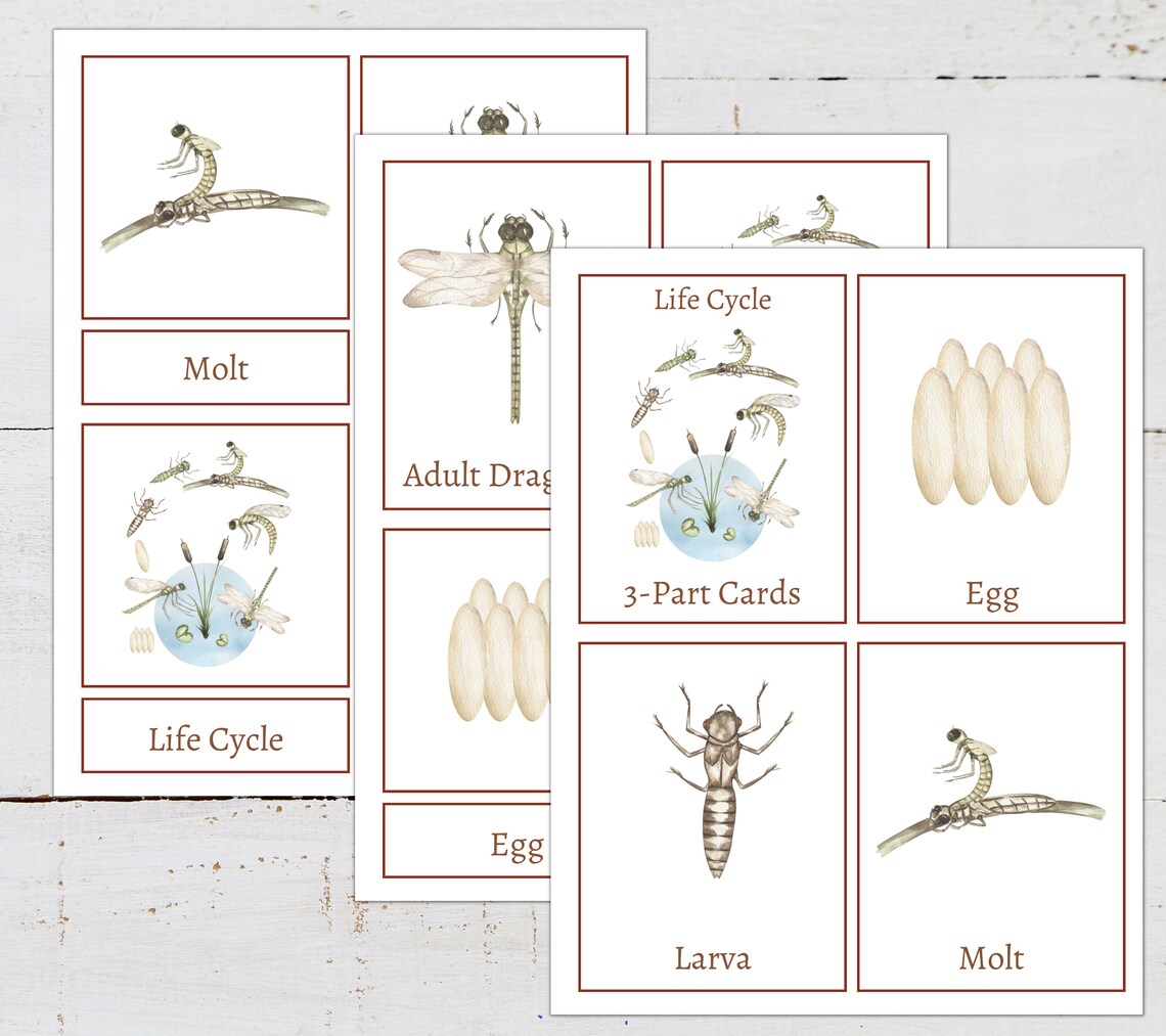 DRAGONFLY Life Cycle, Nature Study, Science, Homeschool, Montessori ...