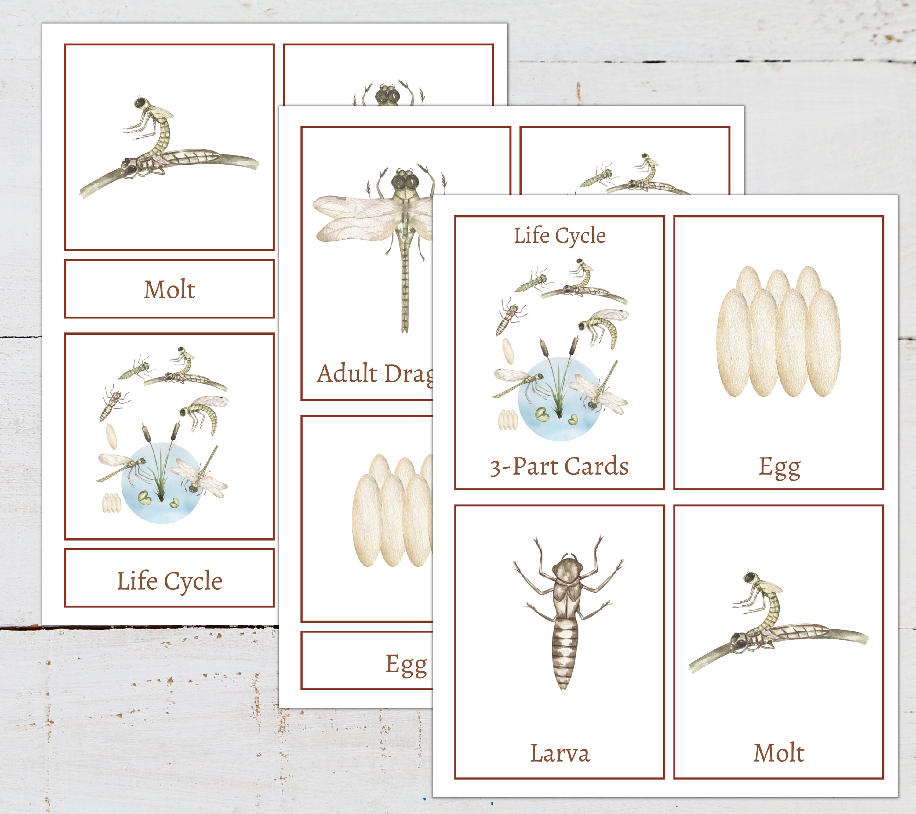 DRAGONFLY Life Cycle, Nature Study, Science, Homeschool, Montessori ...
