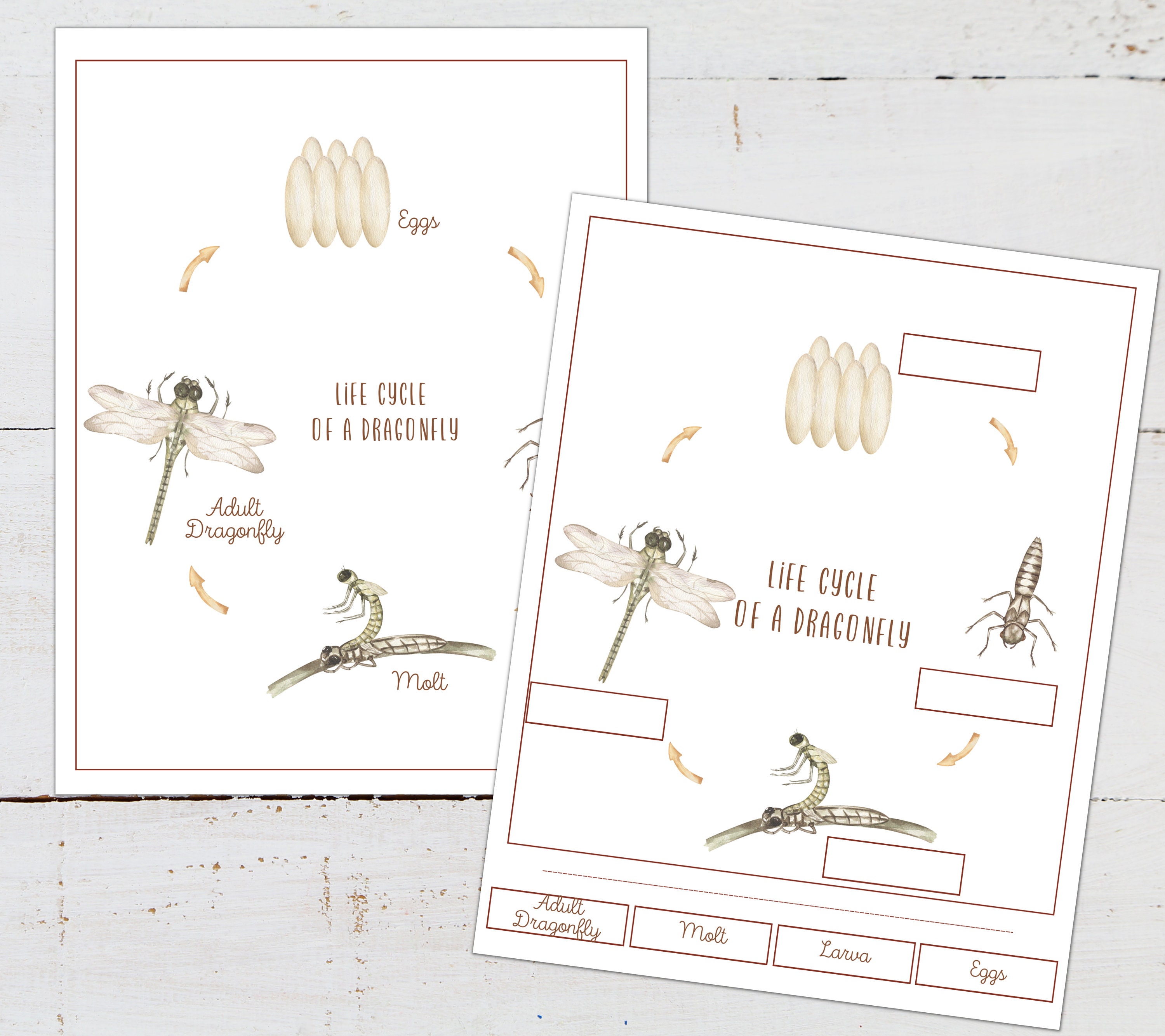 DRAGONFLY Life Cycle, Nature Study, Science, Homeschool, Montessori ...