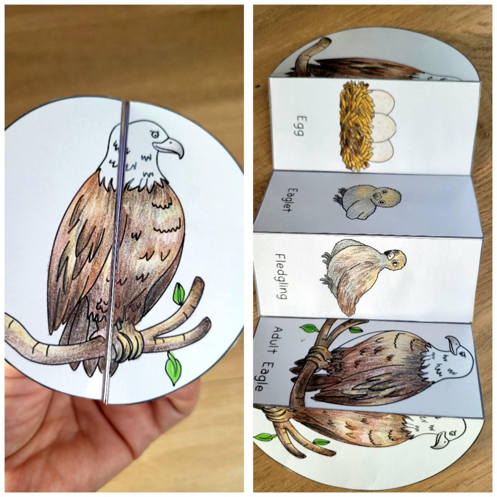 Eagle Life Cycle, Bird Sequence and Fold Kids' Science Craft, A4 and ...