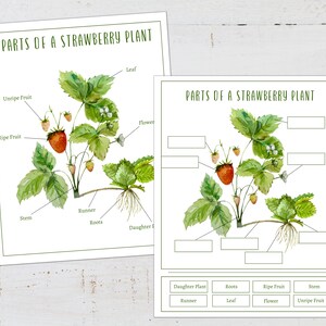 STRAWBERRY Unit Study, Life Cycle, Anatomy, Nature Study, Science ...