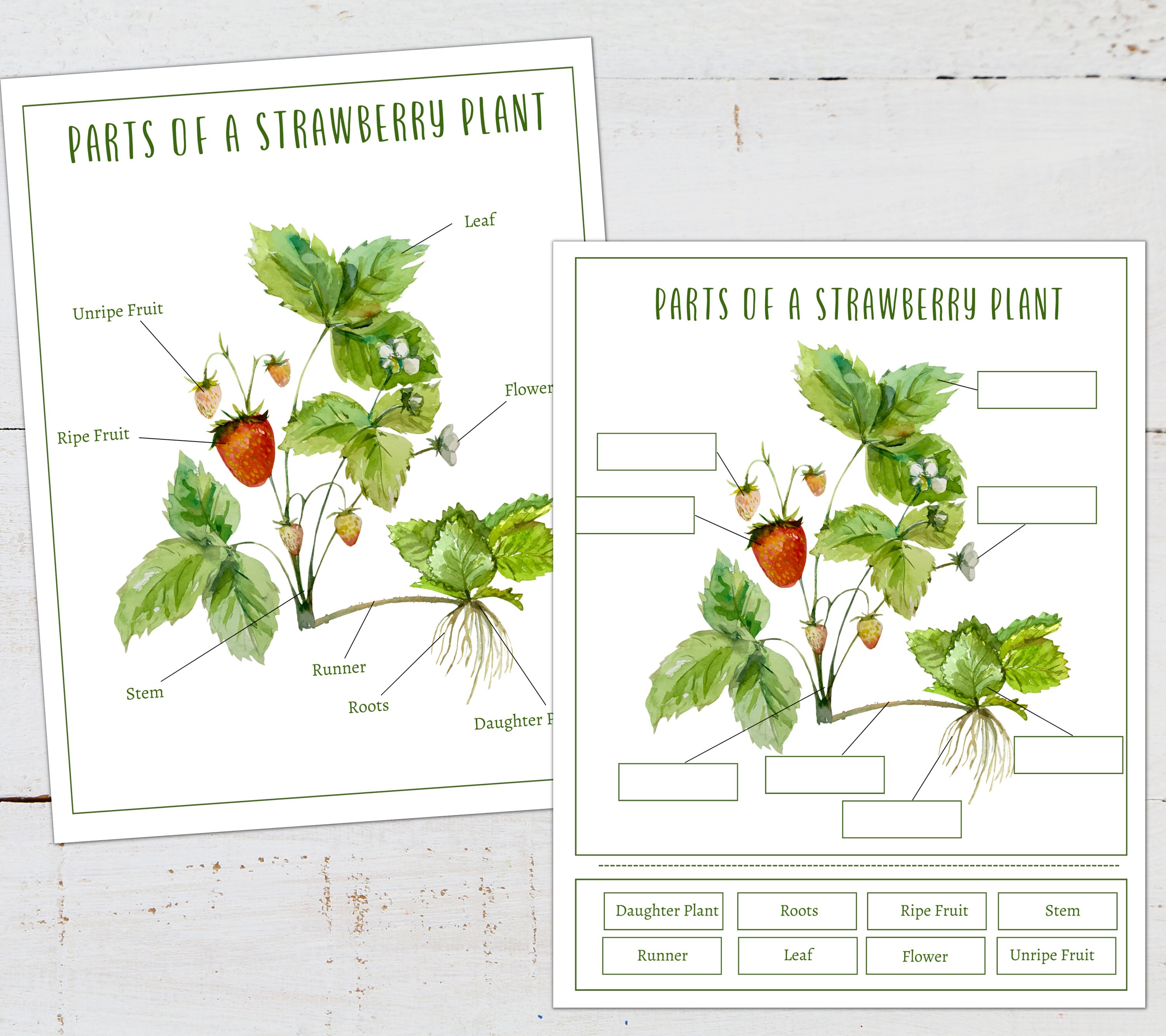 STRAWBERRY Unit Study Life Cycle Anatomy Nature Study - Etsy Canada