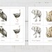 AFRICAN ANIMALS Mini Poster + 3-part Cards, Homeschool, Montessori ...