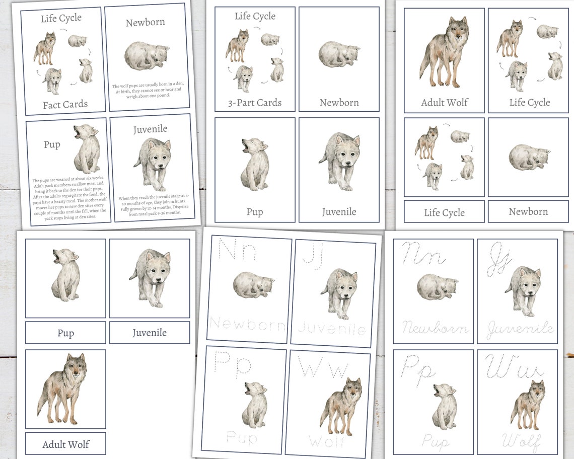 WOLF Mini Unit Study, Life Cycle, Anatomy, Nature Study, Science ...