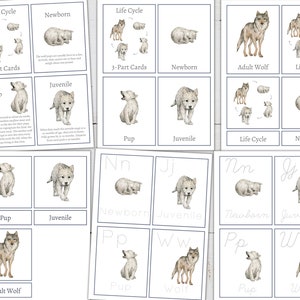 WOLF Mini Unit Study, Life Cycle, Anatomy, Nature Study, Science ...