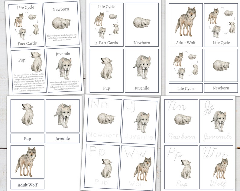 WOLF Mini Unit Study, Life Cycle, Anatomy, Nature Study, Science ...