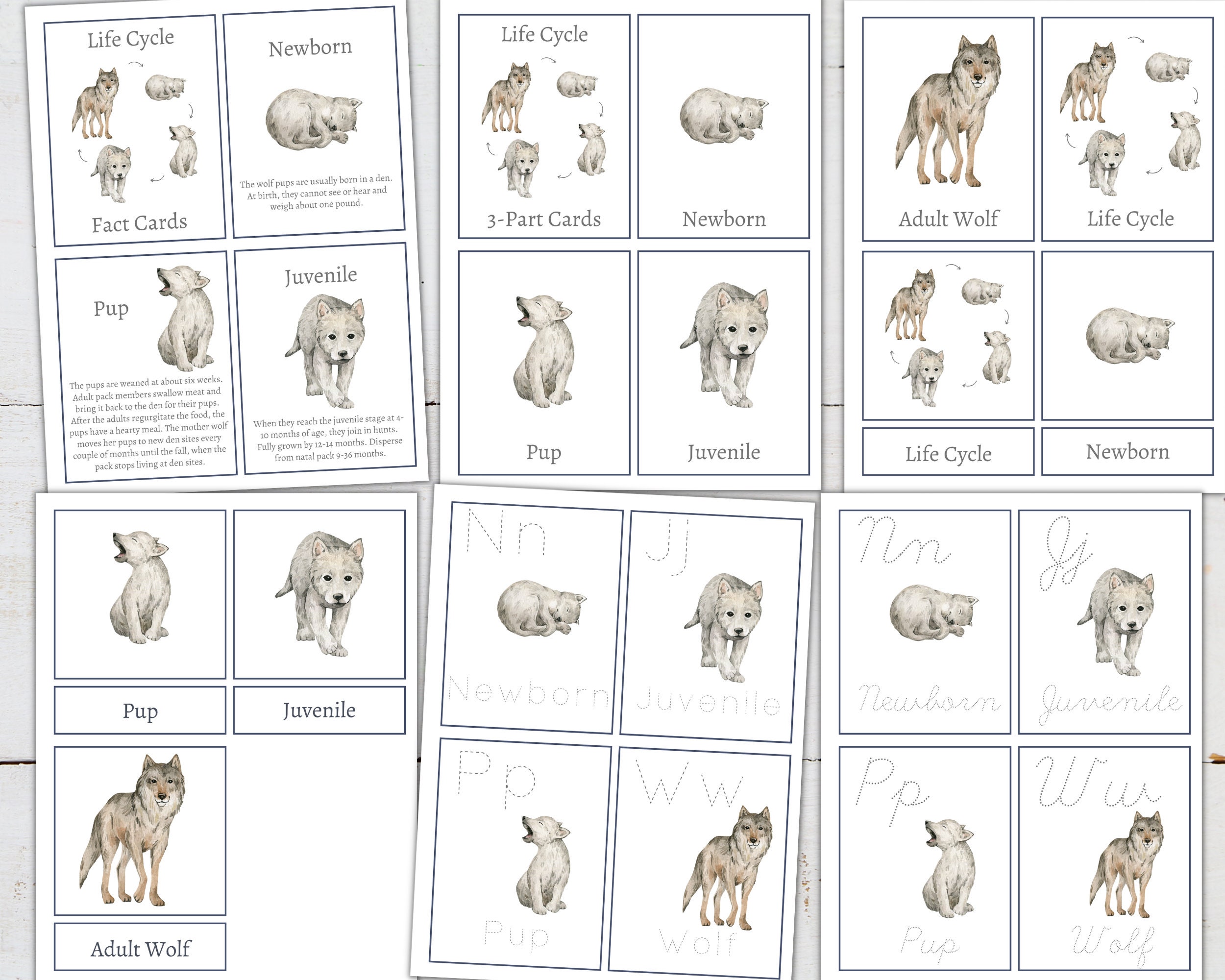 WOLF Mini Unit Study, Life Cycle, Anatomy, Nature Study, Science ...