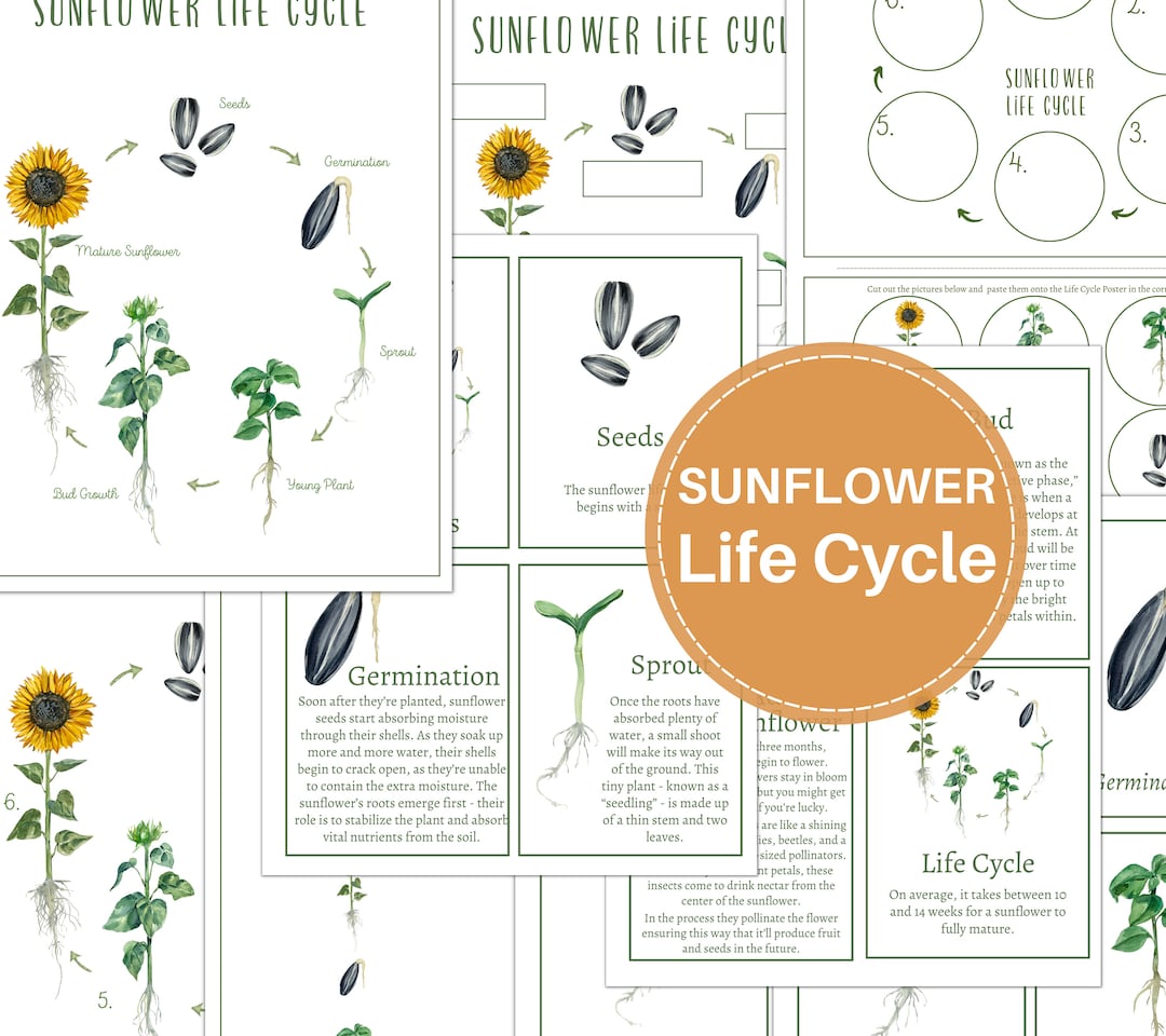 SUNFLOWER LIFE CYCLE, Posters, 3-part Cards, Fact Cards, Tracing ...