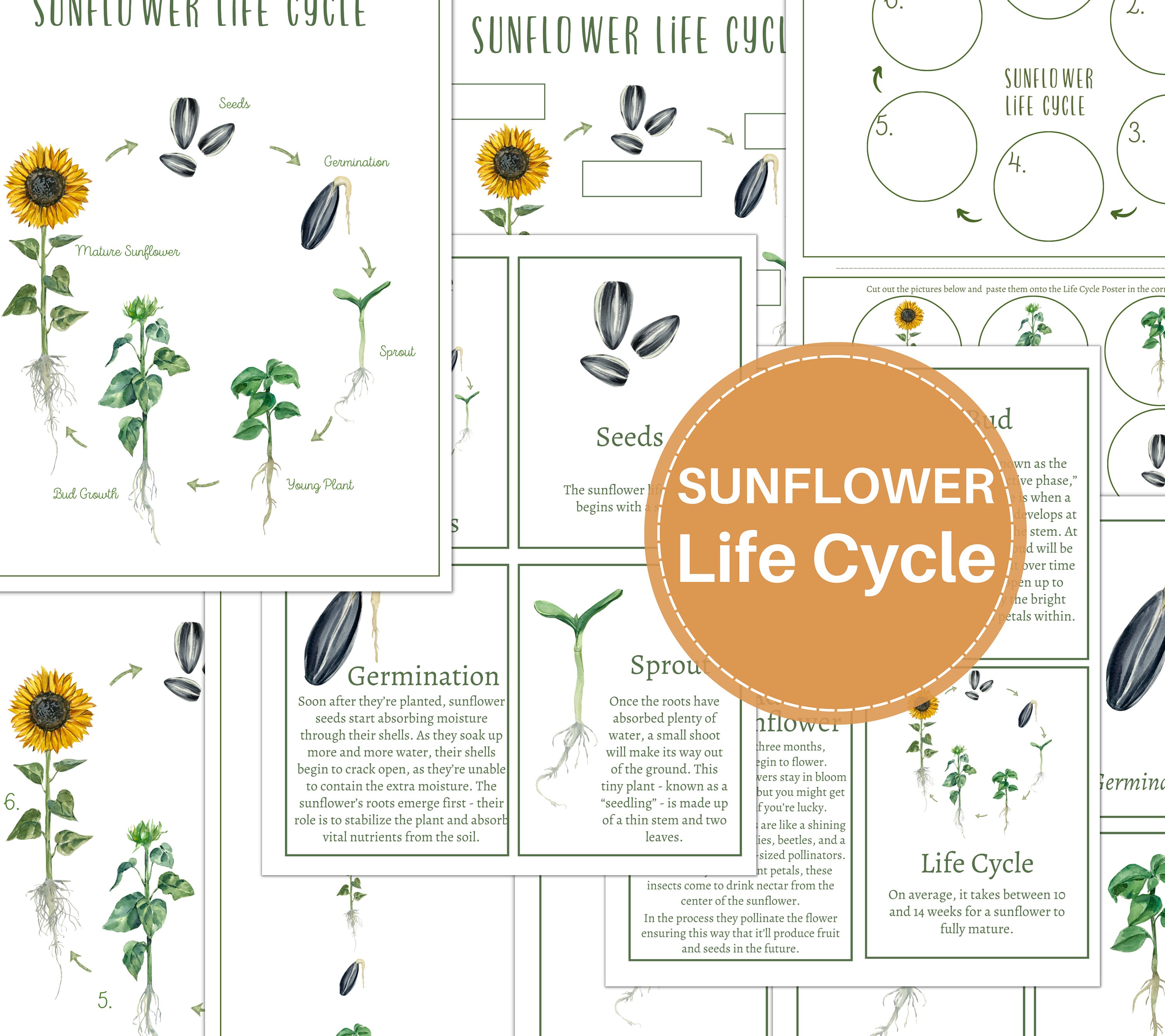 Sunflower Life Cycle Diagram