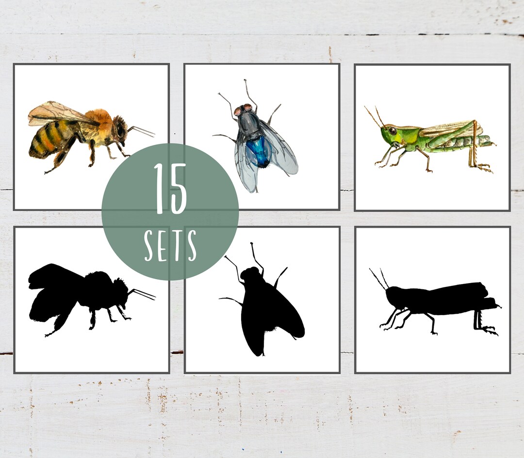 MINIBEASTS Shadow Matching, Silhouette Matching, Montessori at Home ...