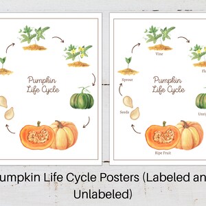 PUMPKIN Mini Unit Study, Life Cycle, Anatomy, Nature Study, Science ...