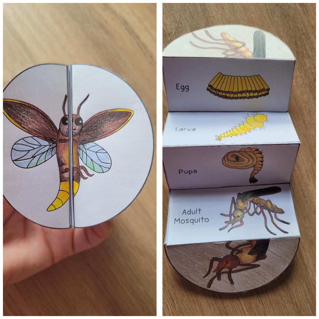 Firefly Life Cycle Foldable Template, Kids' Science Craft, A4 and 11x8 ...