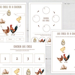 CHICKEN Mini Unit Study, Life Cycle, Anatomy, Nature Study, Science ...