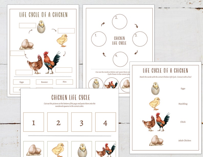 CHICKEN Mini Unit Study Life Cycle Anatomy Nature Study - Etsy