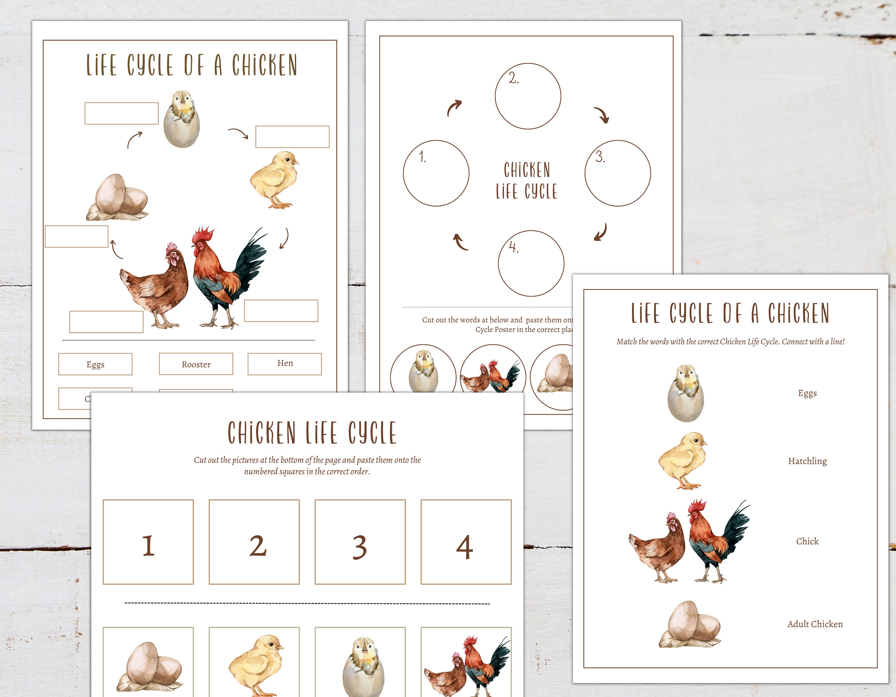 CHICKEN Mini Unit Study, Life Cycle, Anatomy, Nature Study, Science ...