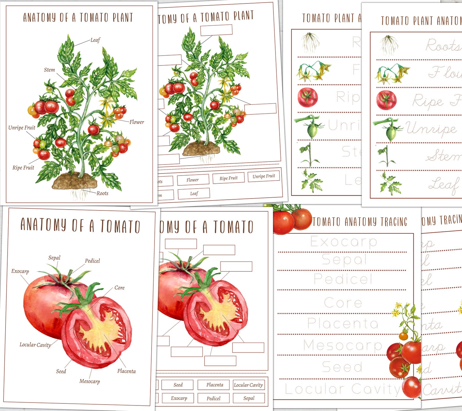 Tomato Anatomy Posters, Labeling and Tracing Activity, Homeschool ...
