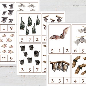 BAT Unit Study, Life Cycle, Anatomy, Nature Study, Science, Homeschool ...