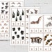 BAT Unit Study, Life Cycle, Anatomy, Nature Study, Science, Homeschool ...