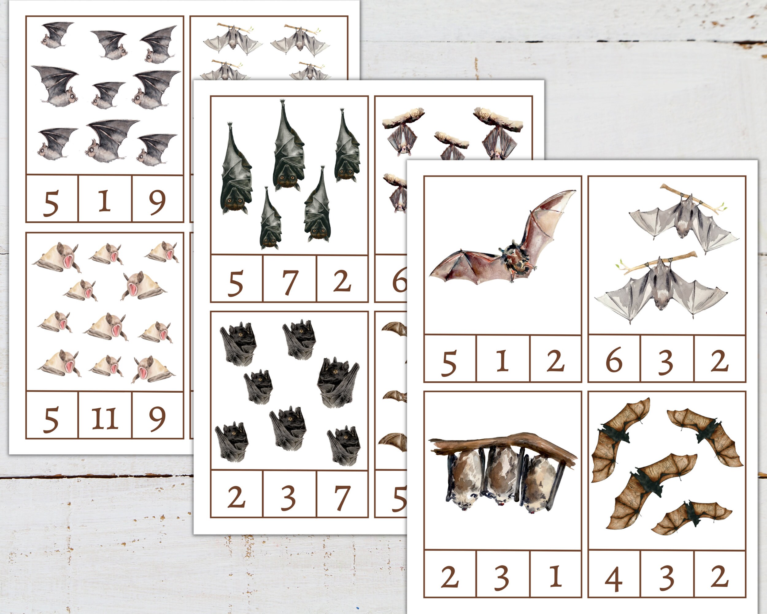 BAT Unit Study, Life Cycle, Anatomy, Nature Study, Science, Homeschool ...