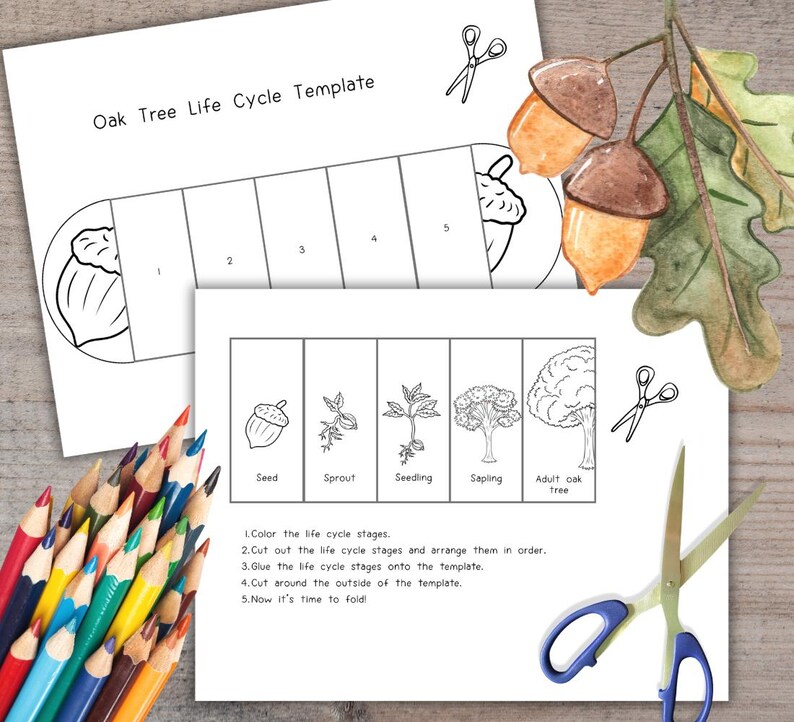 Oak Tree Life Cycle, Tree Sequence and Fold Kids' Science Craft, A4 and ...