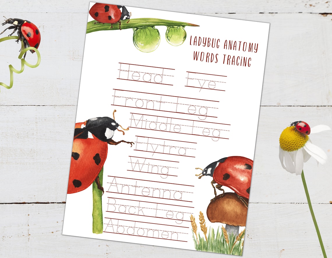 LADYBUG Anatomy Poster, Labeling and Tracing Activity, Homeschool ...