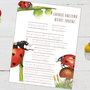 LADYBUG Anatomy Poster, Labeling and Tracing Activity, Homeschool ...