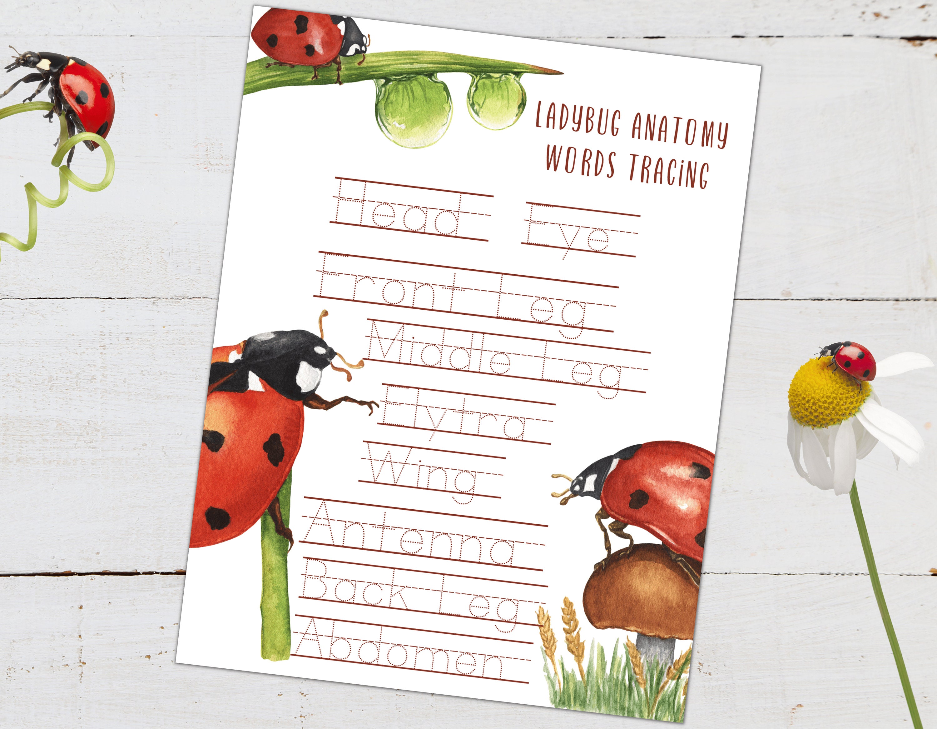 LADYBUG Anatomy Poster, Labeling and Tracing Activity, Homeschool ...