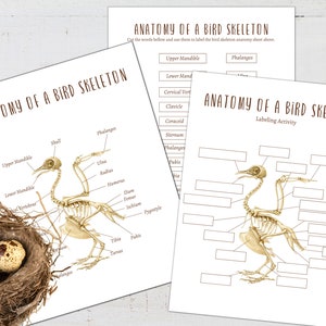 BIRD Unit Study, Life Cycle, Anatomy, Nature Study, Science, Homeschool ...